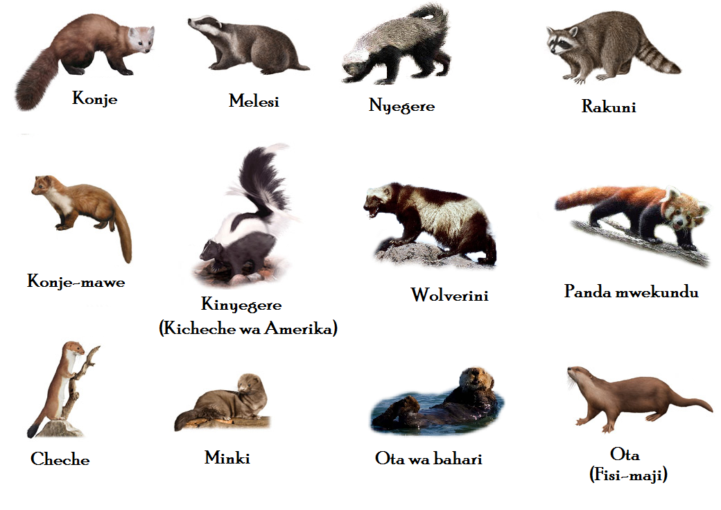 Swahili Land: Wanyama kama Chororo (Musteloidea)