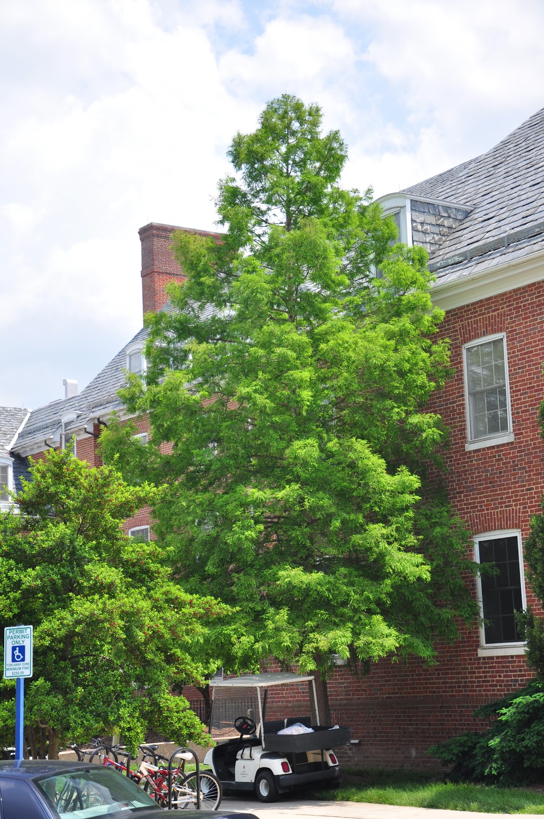 UMD Arboretum and Botanical Garden: A Day With Dr. Alex Shigo