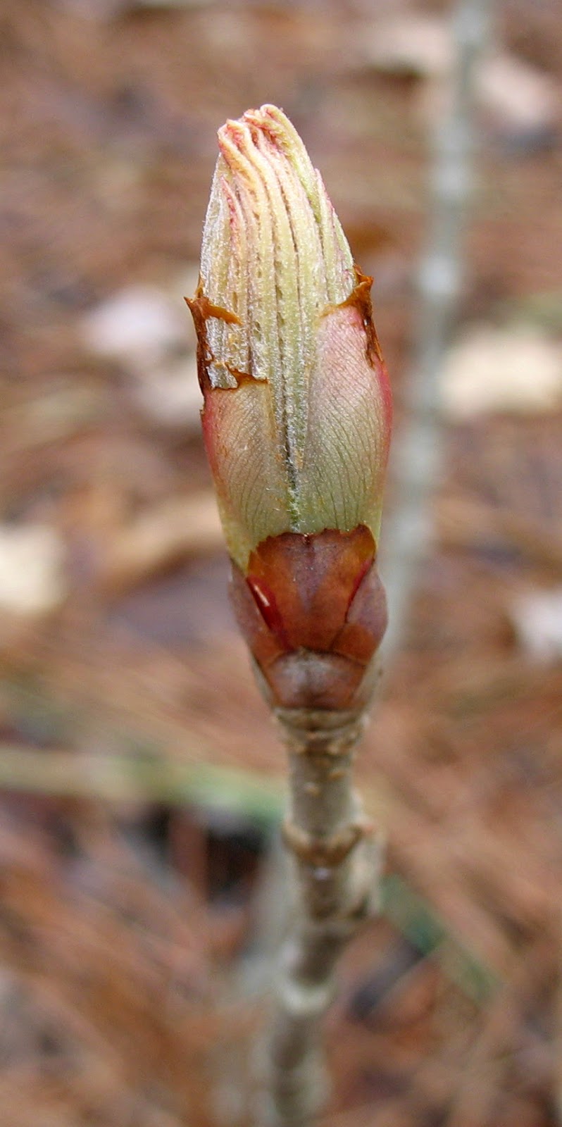 Using Georgia Native Plants: Buds Poised