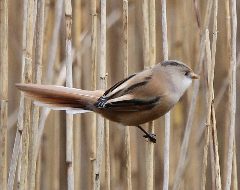 Murfs Wildlife : Bearded Reedling