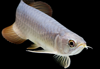 Ikan Arwana Perak - PENYULUH