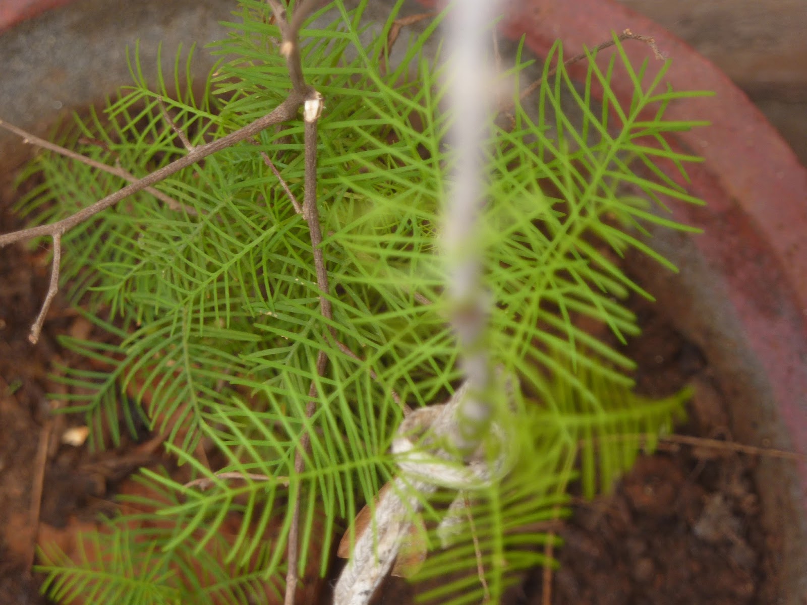 Our Edible Garden: Mayil Manikkam