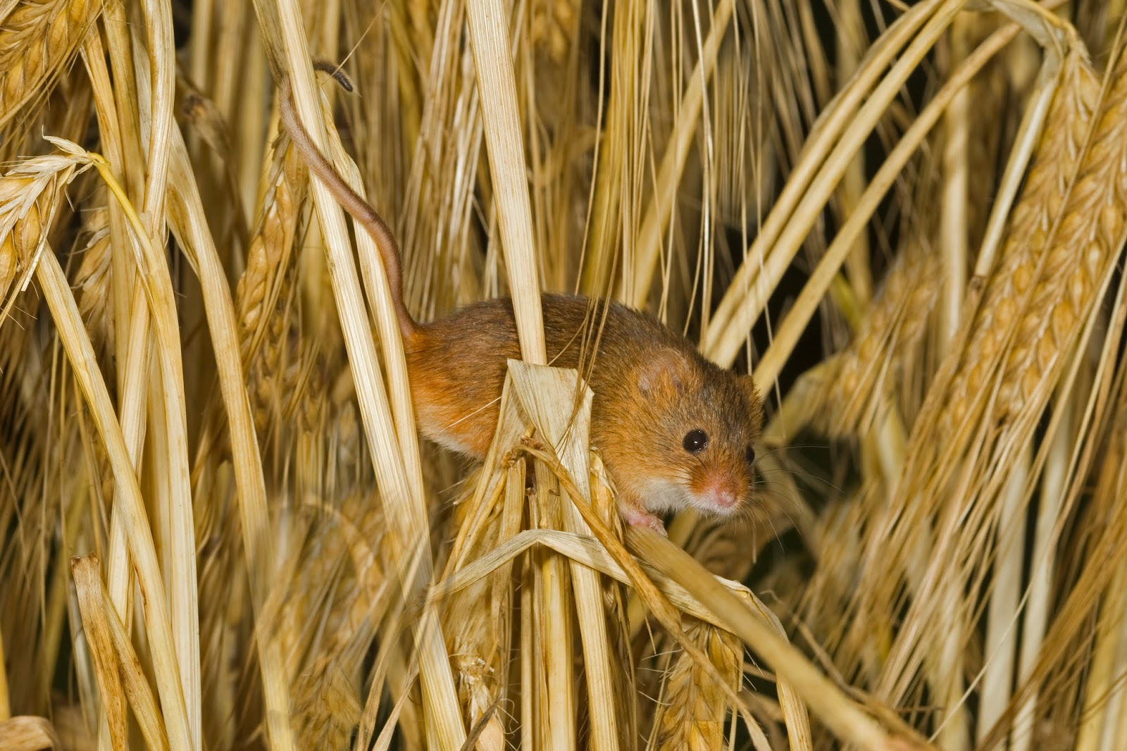 Holkham National Nature Reserve: Glimpses of 'Golden' Mice