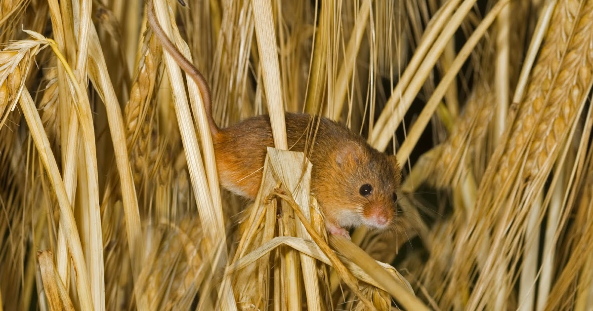 Holkham National Nature Reserve: Glimpses of 'Golden' Mice