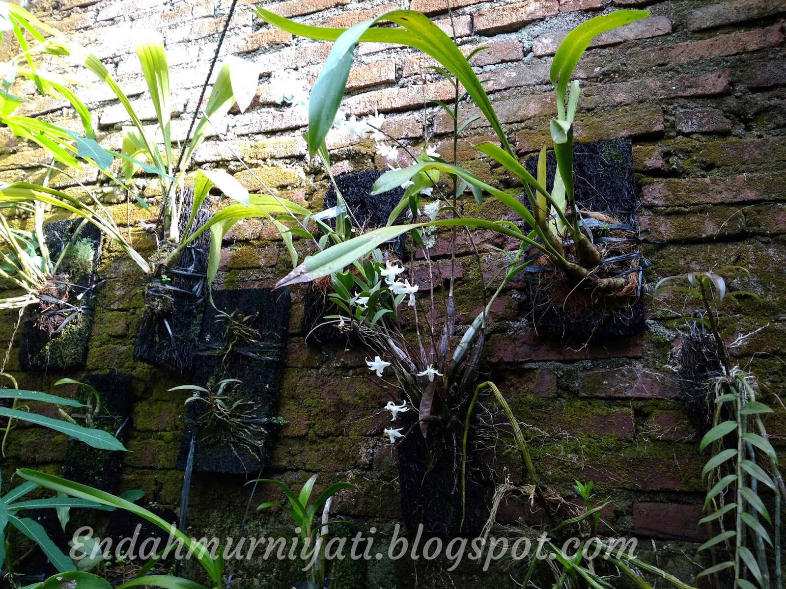 Endah Murniyati's Journey: ANGGREK MERPATI : FINDING THE FRESH SCENT ...