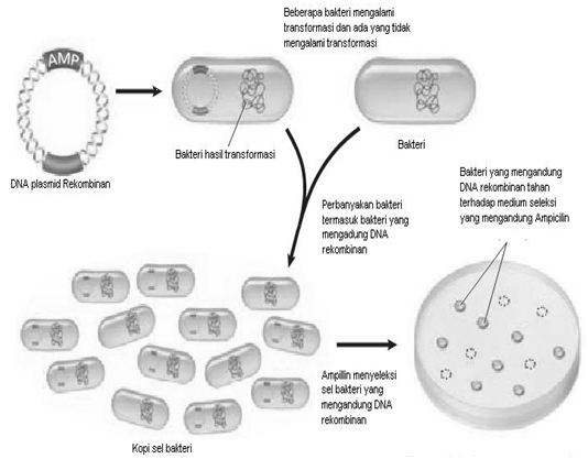 Biologi Kelas Apa itu Isolasi DNA | Biologi Kelas