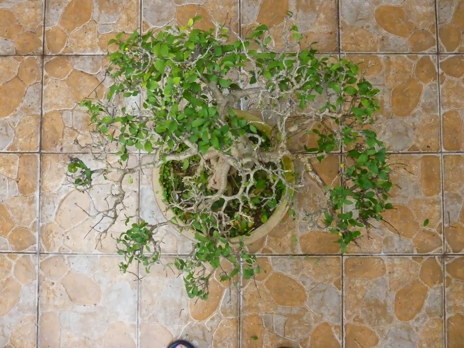 JOURNEYING: Deleafing a bonsai tree