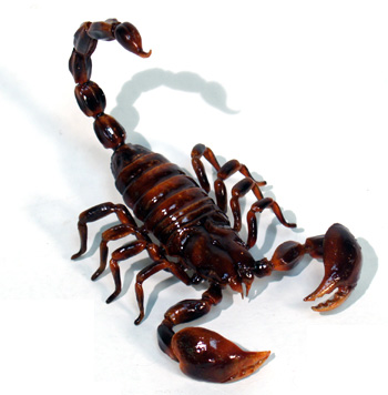 Jom ke dapur bujang: JOm bercerita( kisah kala jengking)