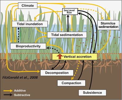What is Peat and Why is it Collapsing?