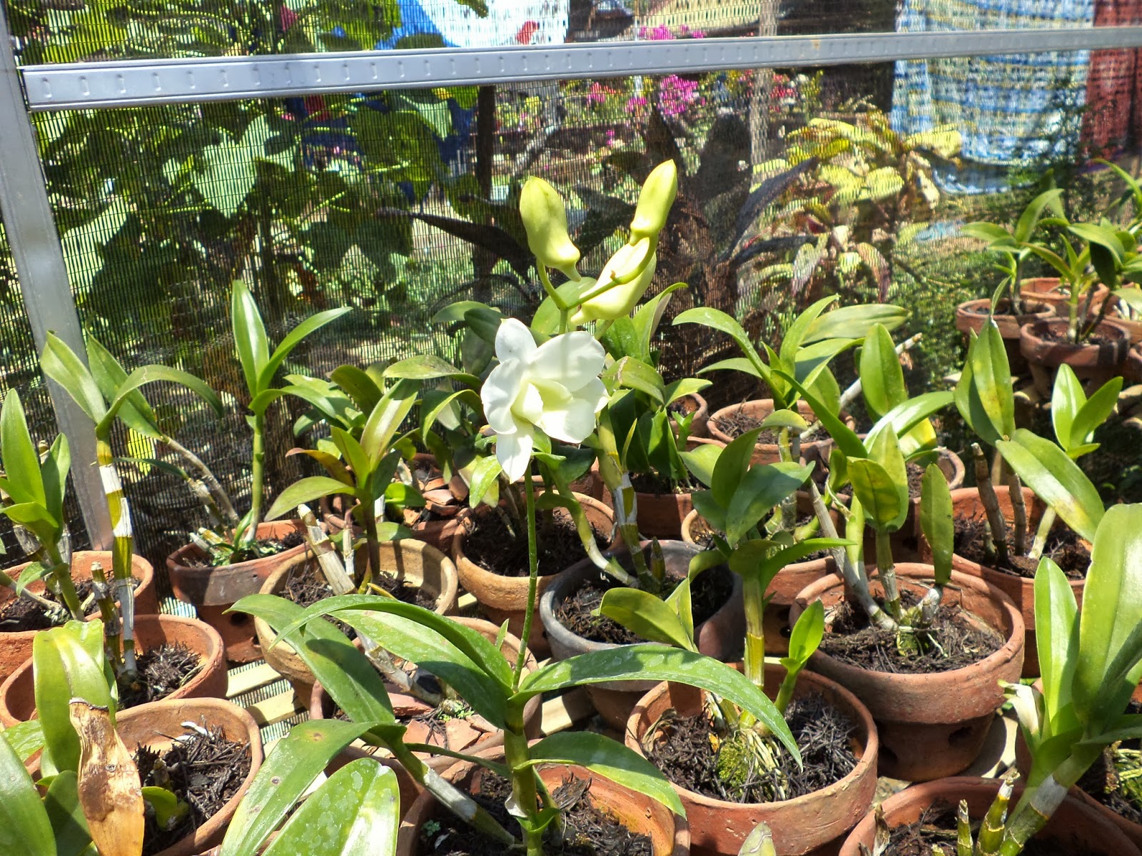 SEJARAH TANAMAN ANGGREK | Agronomi Pertanian