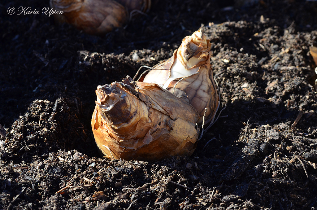 The Little Biddy Hen House