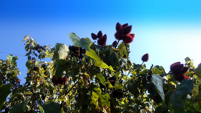 Meu Cantinho Verde: URUCUM, COLORAU - ( Bixa orellana )