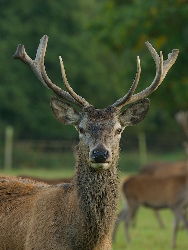 British Wildlife Centre ~ Keeper's Blog: Red Deer Rut