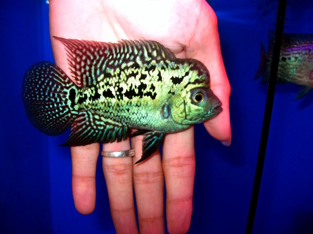 Flowerhorn The Hybrid Cichlids: King Kamfa and Kamfa