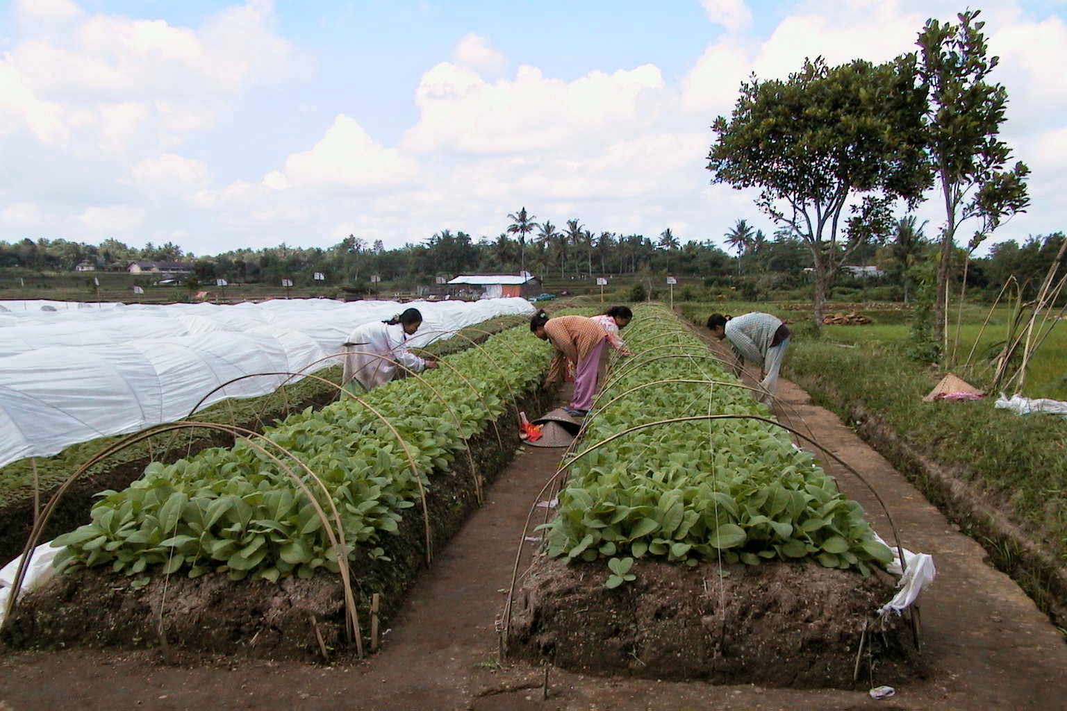 Pembibitan Tembakau sistem Konvensional | Tembakau dan Cengkeh Indonesia