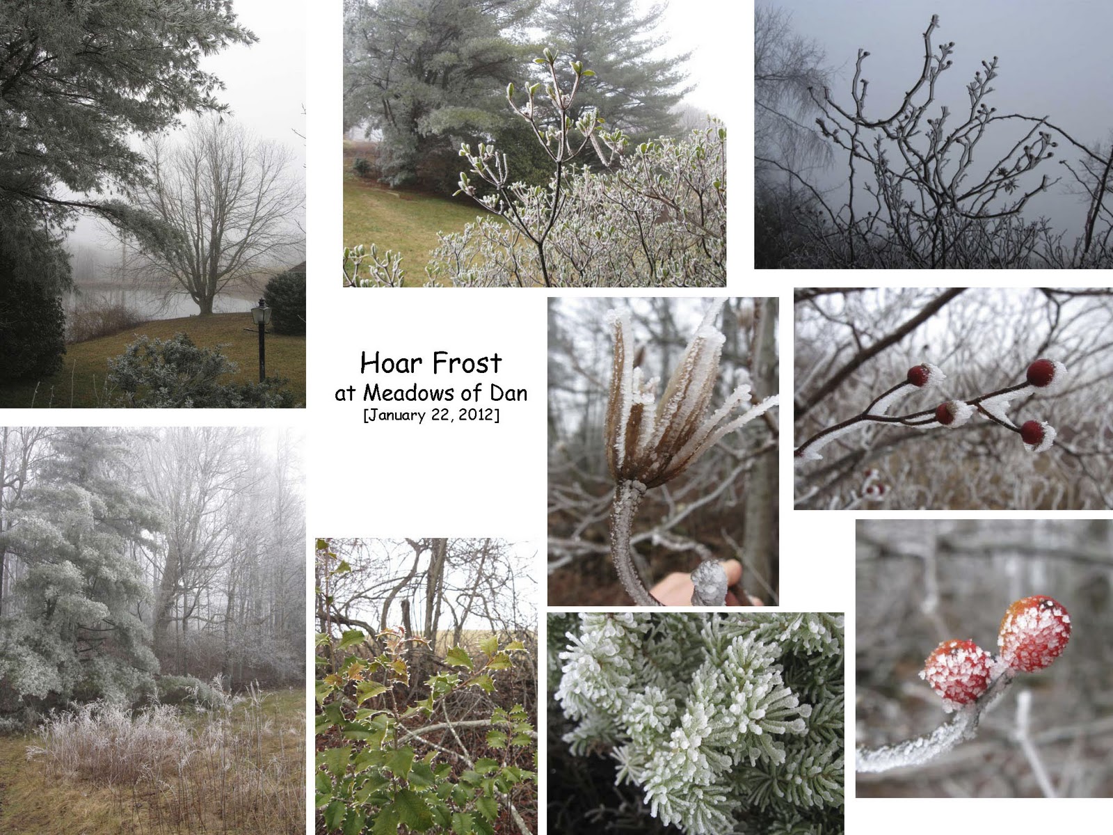 Pondview Guesthouse: Winter Hoar Frost