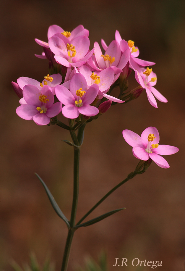 A ras de suelo: Centaurium erythraea