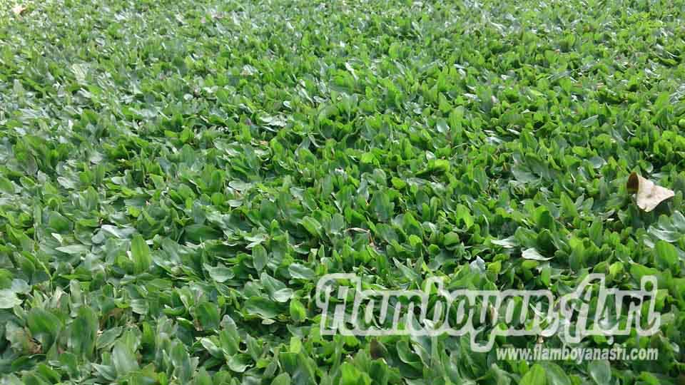 Jual Rumput Taman Gajah Mini Harga Murah Surabaya - TUKANG TAMAN SURABAYA