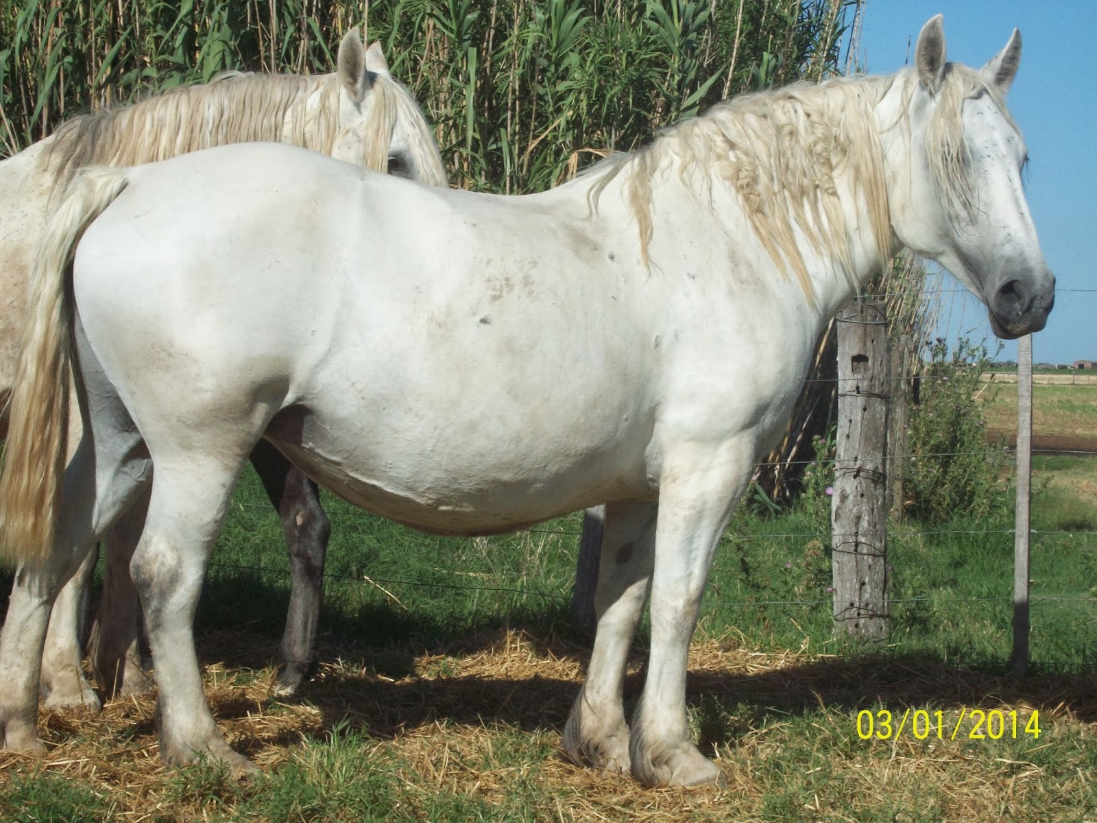CABALLOS PERCHERONES CABAÑA LA TURCA: YEGUA ADULTA PERCHERONA PREÑADA: