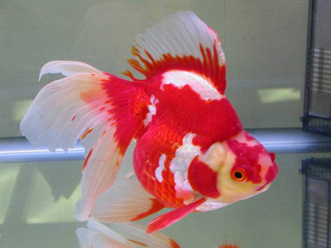 Breeder Fish ( Spesialis Fish Company ): The Types Of Koki Fish