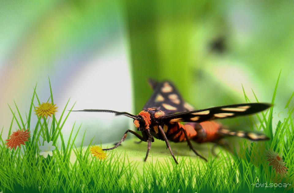 Butterfly Macro Photography Gallery Amazing!! - Macro Photography ...