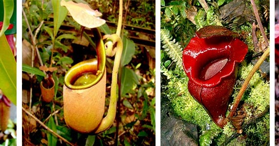 Khasiat dan Manfaat Bunga Kantong Semar - Media Edukatif