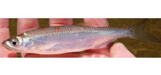 Los Tres Pescadores: Alburno