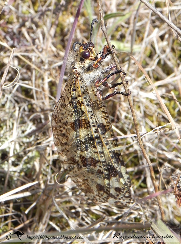 WILDLIFE GATEWAY: Le Fourmilion géant, mâle