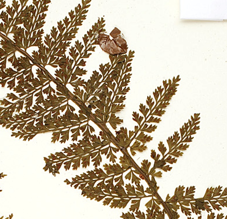 FAMILIA DE HELECHOS EN PUERTO RICO: ASPLENIACEAE ASPLENIUM Y HEMIDICTYUM