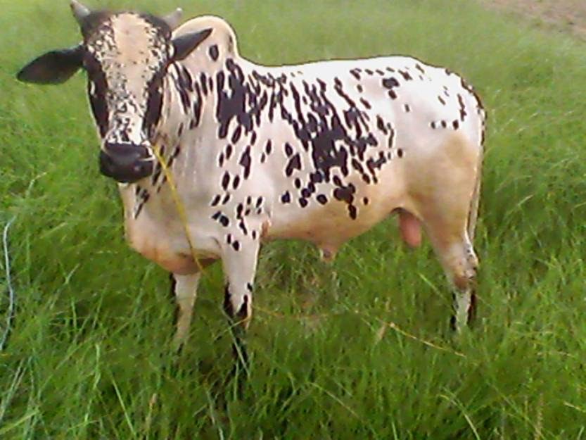 All Animals: Ox Profile,Latest news,Photos