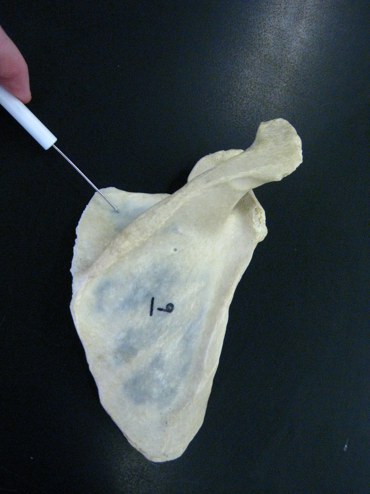 Boned: Human Skeleton - scapula