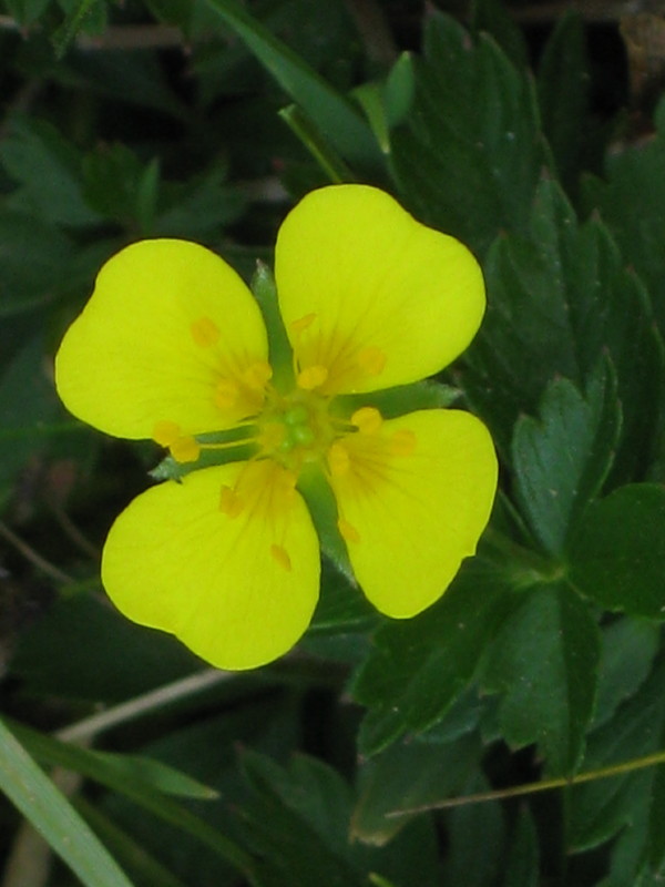 APRENDIENDO A CLASIFICAR LAS FLORES Y SUS TIPOS