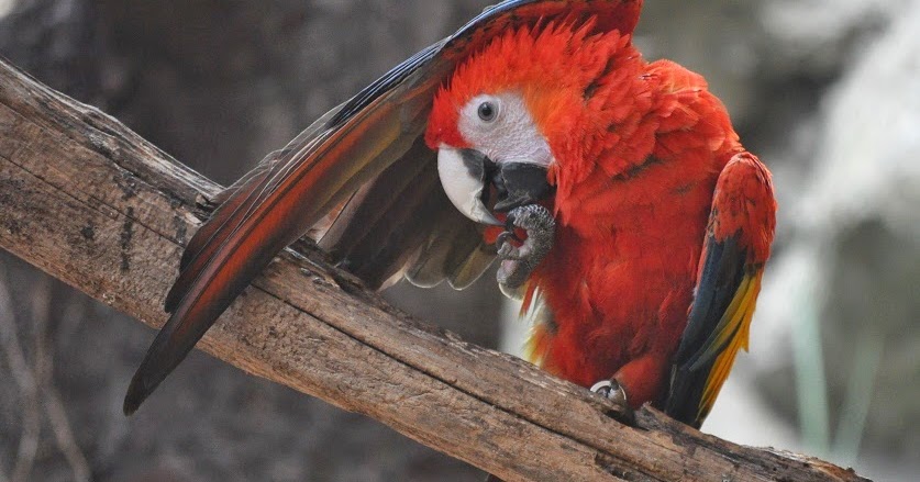 ZOOTOGRAFIANDO (6.100 ANIMALS): GUACAMAYO ROJO O ESCARLATA / SCARLET ...