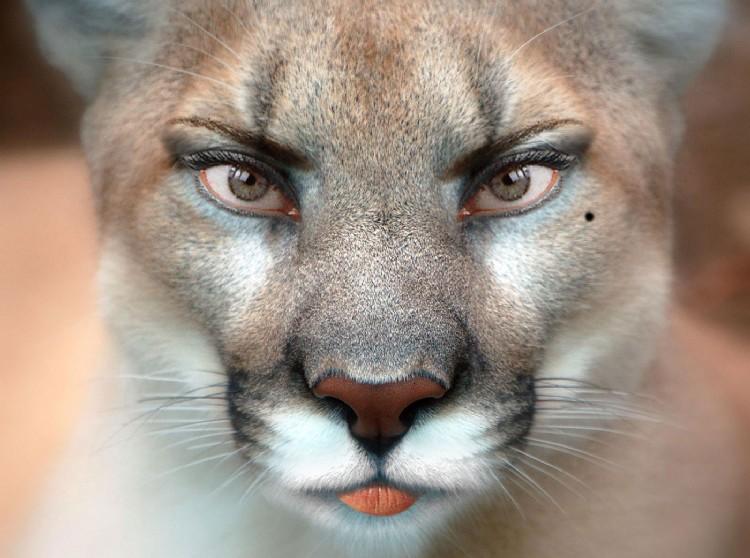 Amazing Pictures Of Human Faced With Animals ~ FunGur.BlogSpot.com