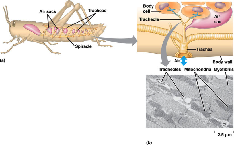 เรียนชีววิทยา กับครูกศนต์ ภารยาท: ระบบหายใจ (The respiratory system)