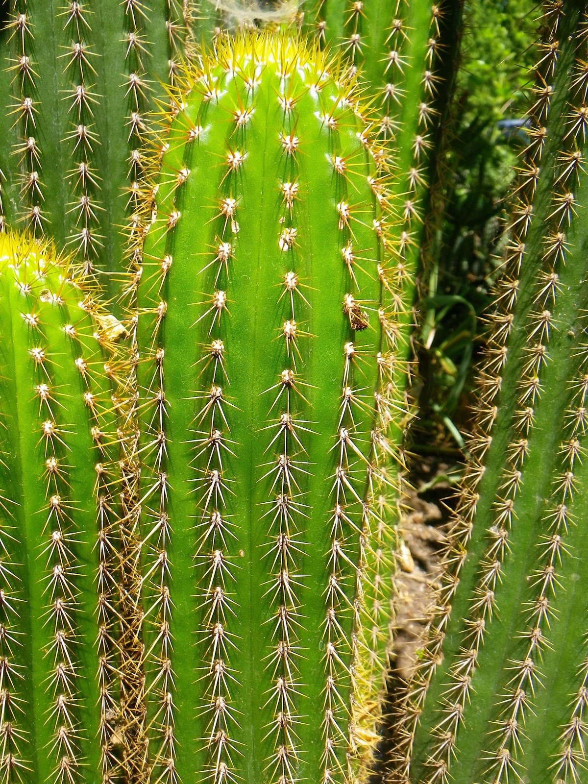 San Pedro Cactuses: Trichocereus spachianus