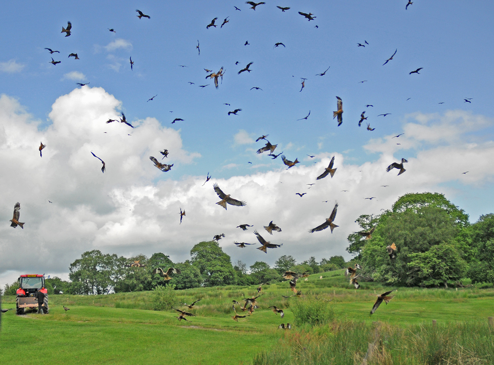 Brian Rafferty...Wildlife Photographer: Gigrin Farm..Red Kites.