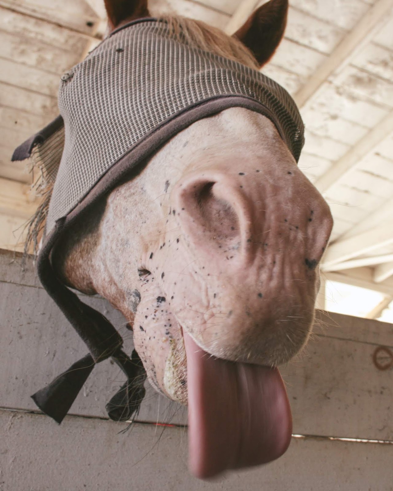 Traverse Photography.Christine Nicole: Stepp Stables, Camp Pendleton CA