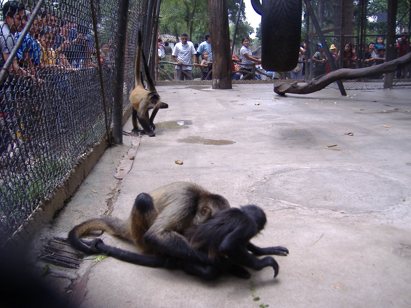 Aurora Zoo: Mono Araña (Ateles geoffroyi)