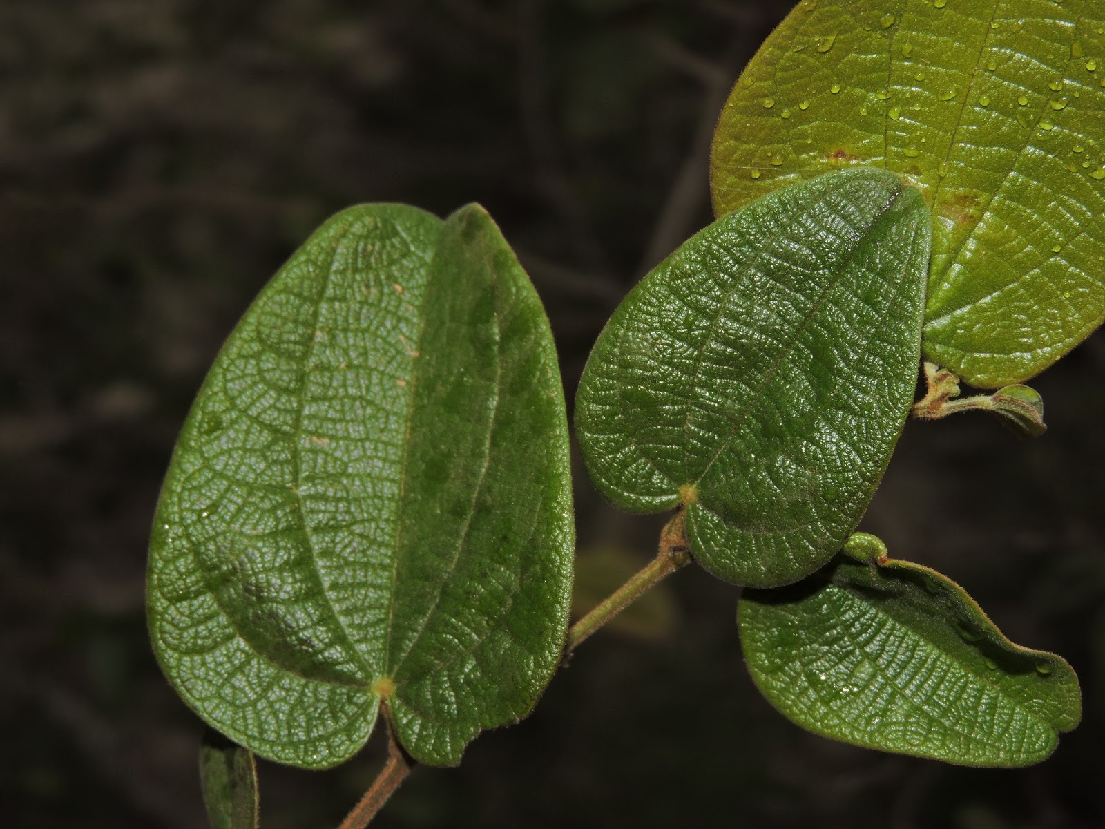 The Flowering plants - Leguminosae - Fabaceae: Cercidoideae