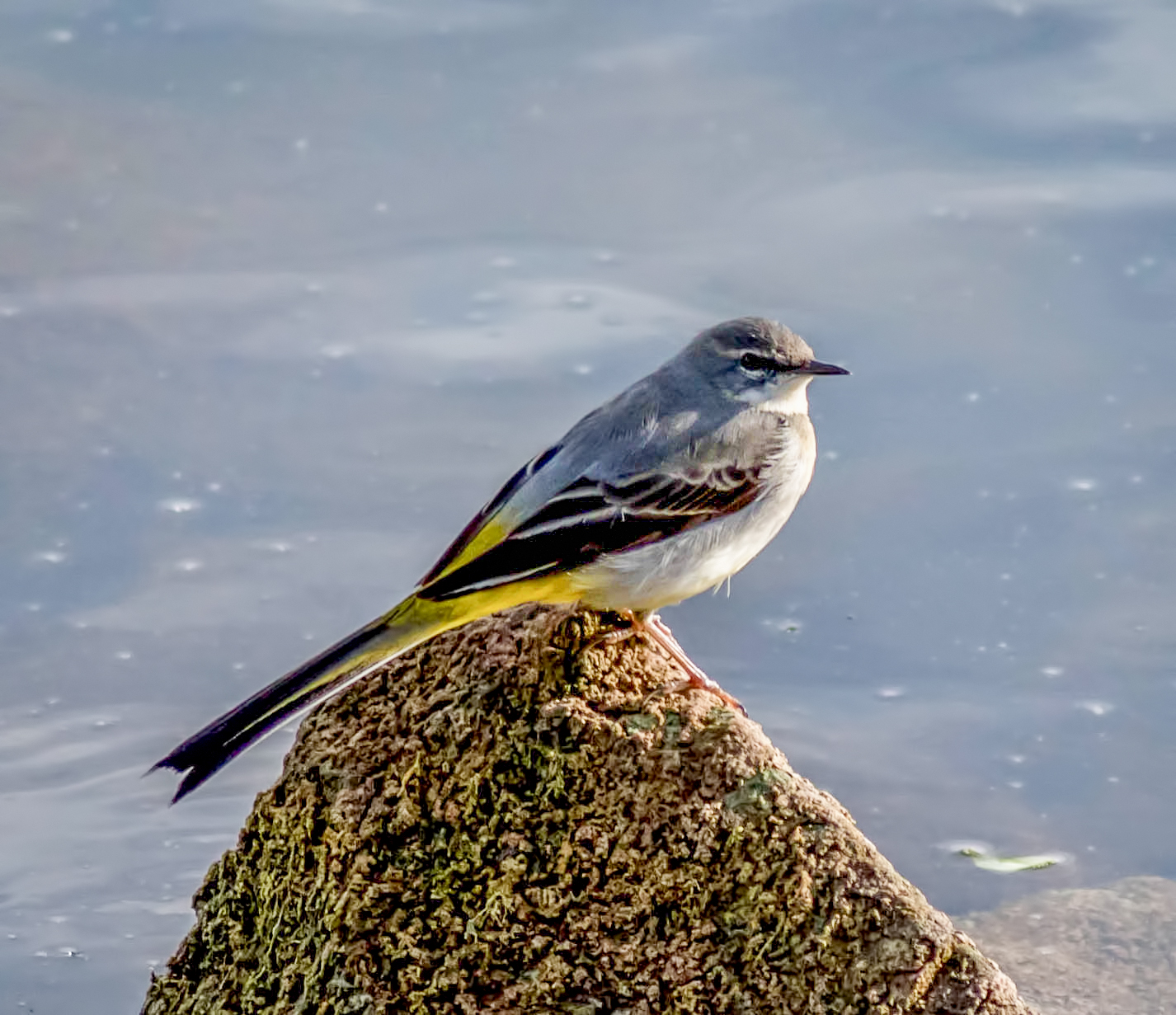 Dave's Bird Diary: Draycote Water & Marsh Lane