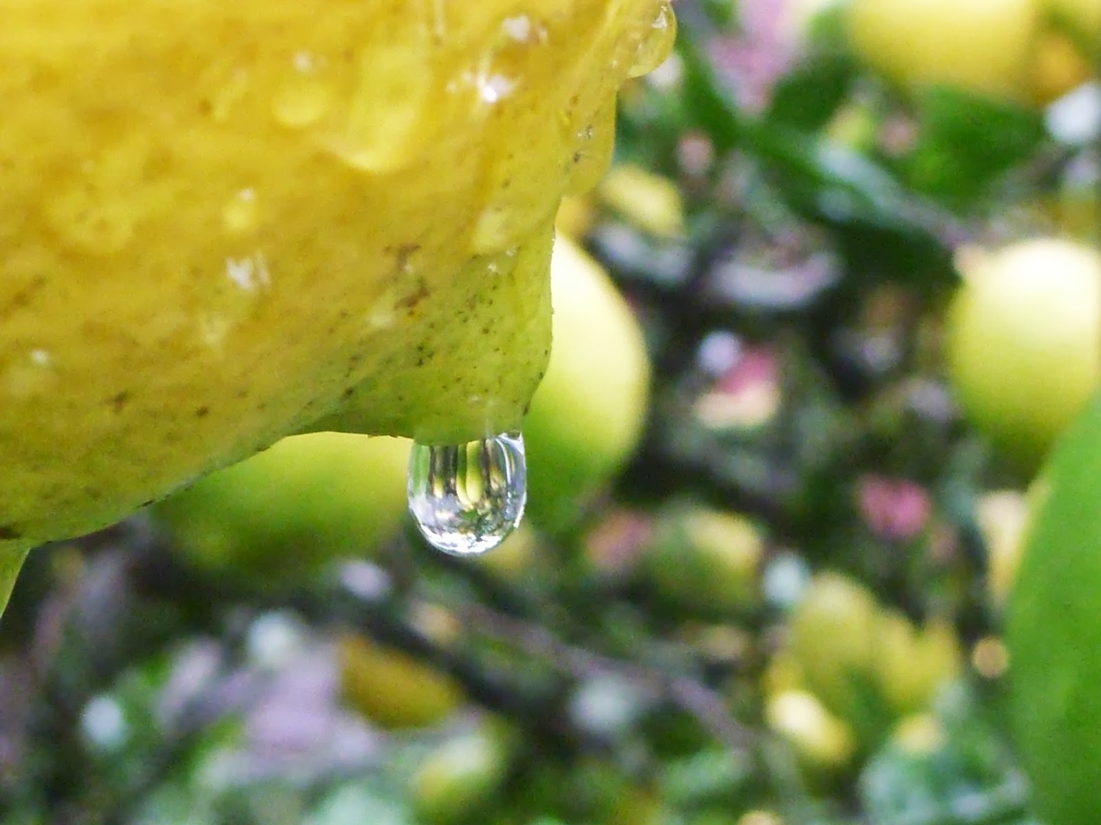 Grit and Giggles: Tasty Tuesday: Lemon Sago