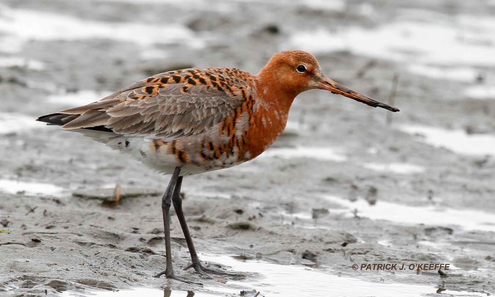 Raw Birds: godwit