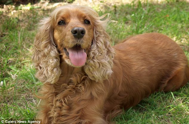 dailypetfwd: Owner of cocker spaniel who burned to death in 'drying ...