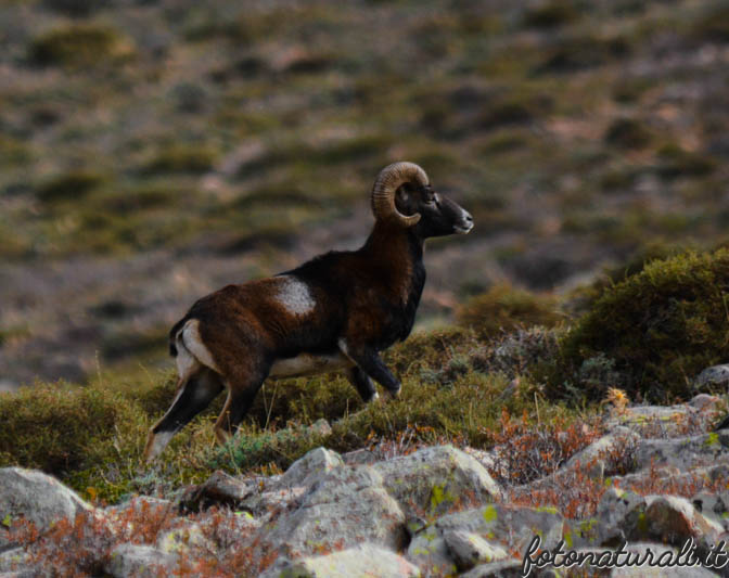 AmicoMario: IL MUFLONE: VERA ICONA DELLA SARDEGNA, COME I NURAGHI. LO ...