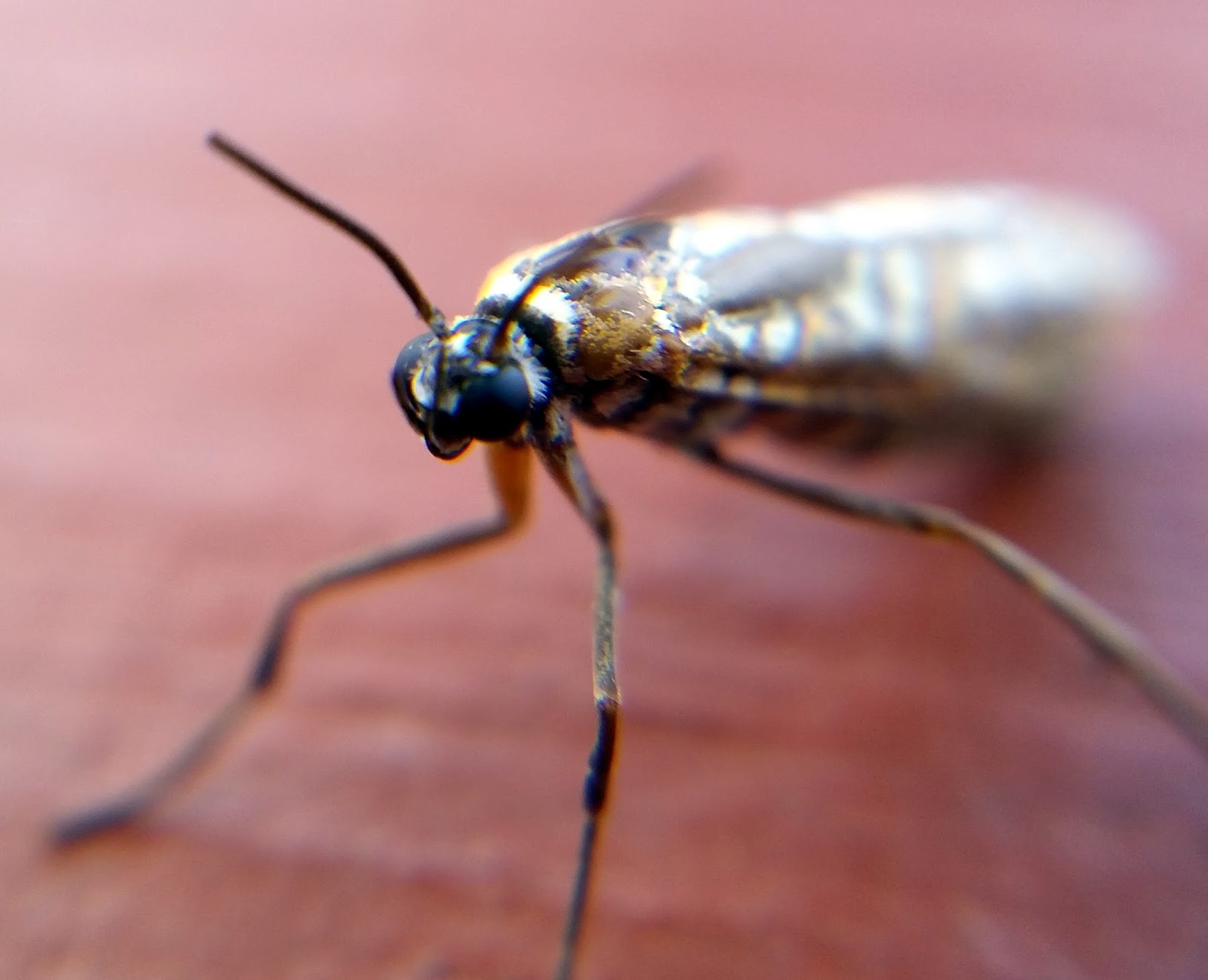 Ben's Journal: A Bug's Eye View