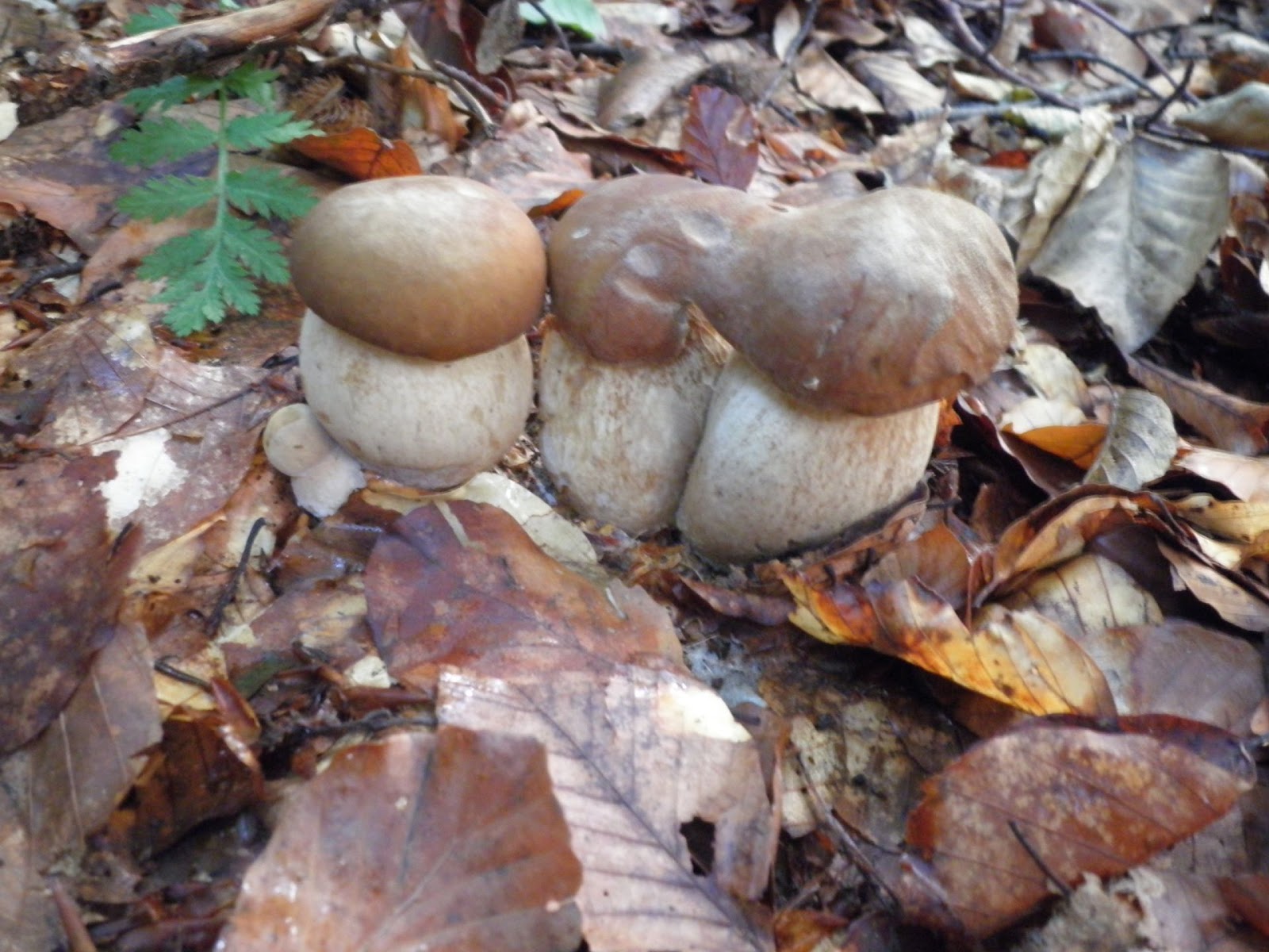 Lantanin blog : Vrganji...