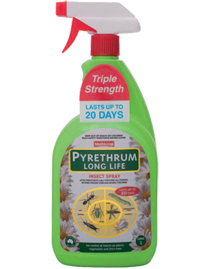 Pharma show : Top Constituents and Uses of Pyrethrum Flower (Insect Flower)