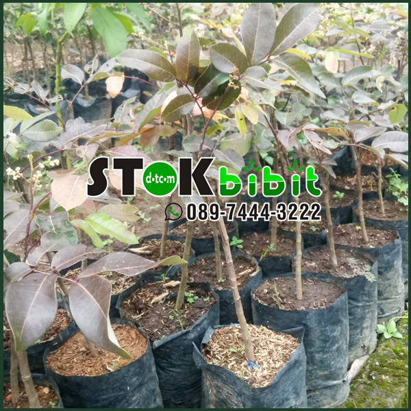 Lengkeng | cara menanam buah lengkeng dalam pot - bibit mangga bangkok