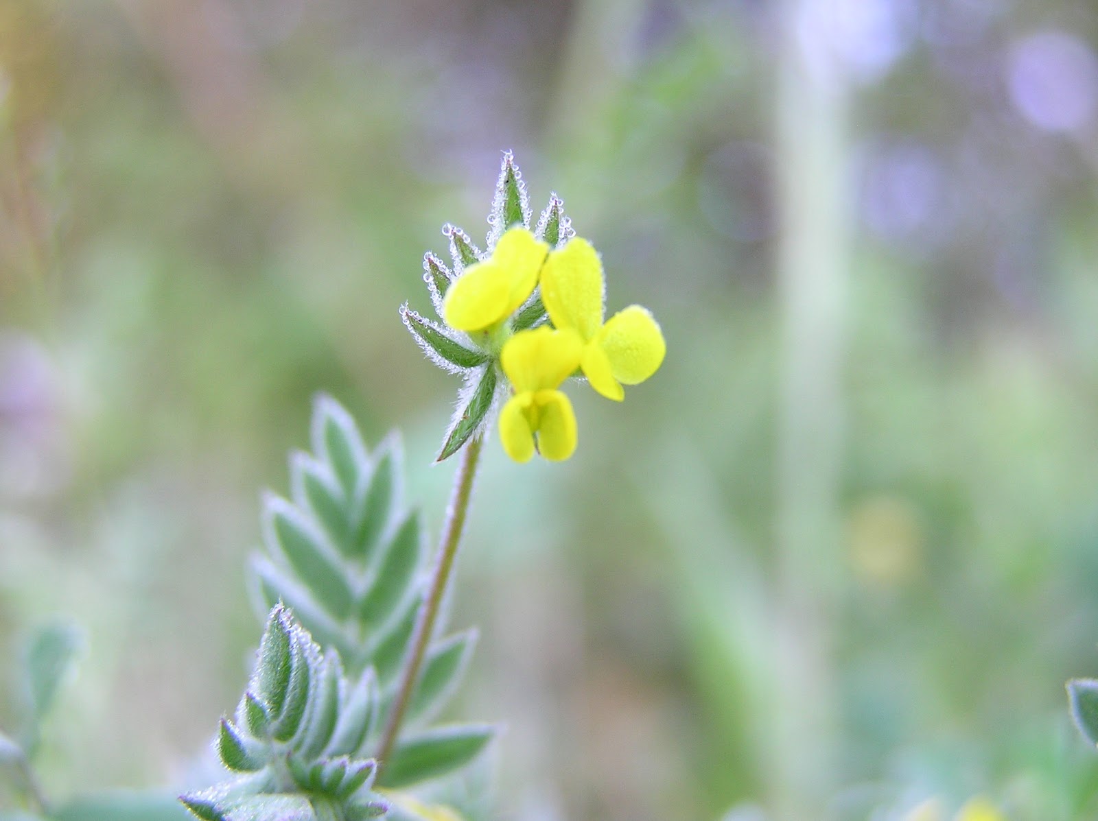 Flores Silvestres: Ornithopus compressus